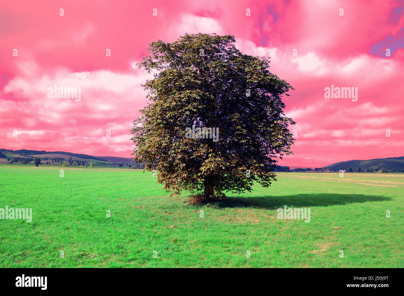 tree horizon plant green leaves width meadow firmament sky scenery ...
