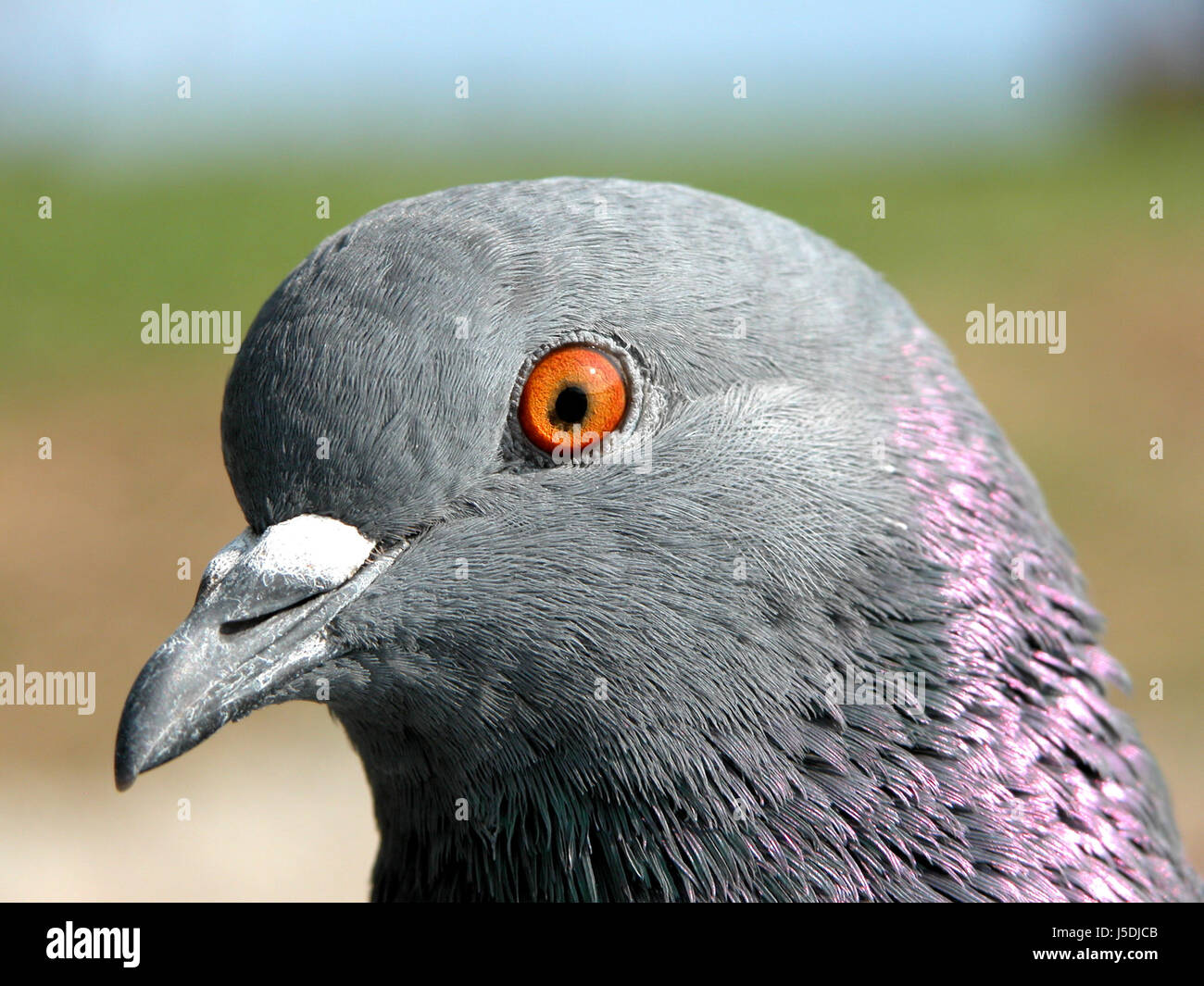 profile blue bird eye organ birds feathers plumage pigeon cold grey ...