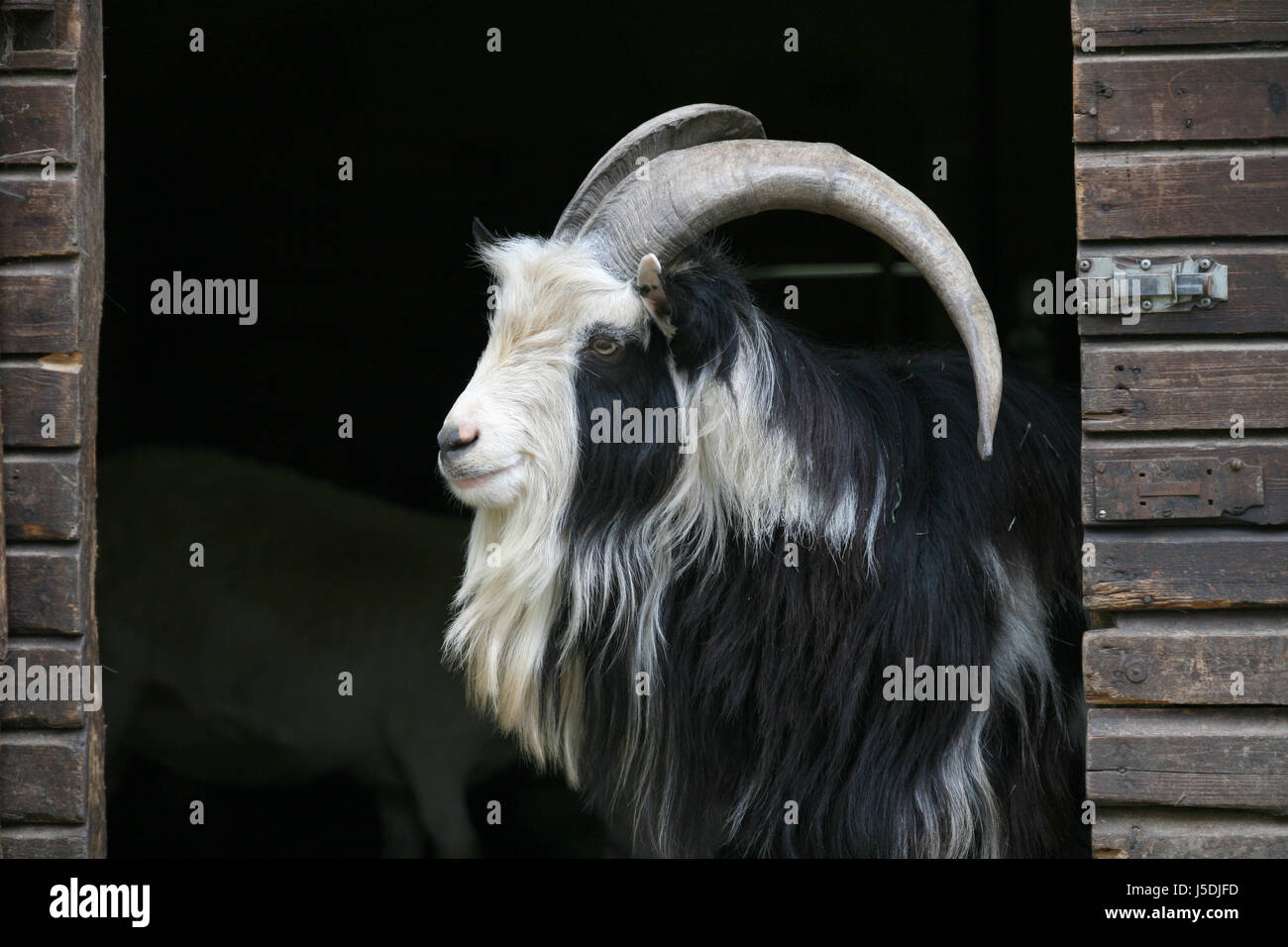 Bock goats hi-res stock photography and images - Alamy