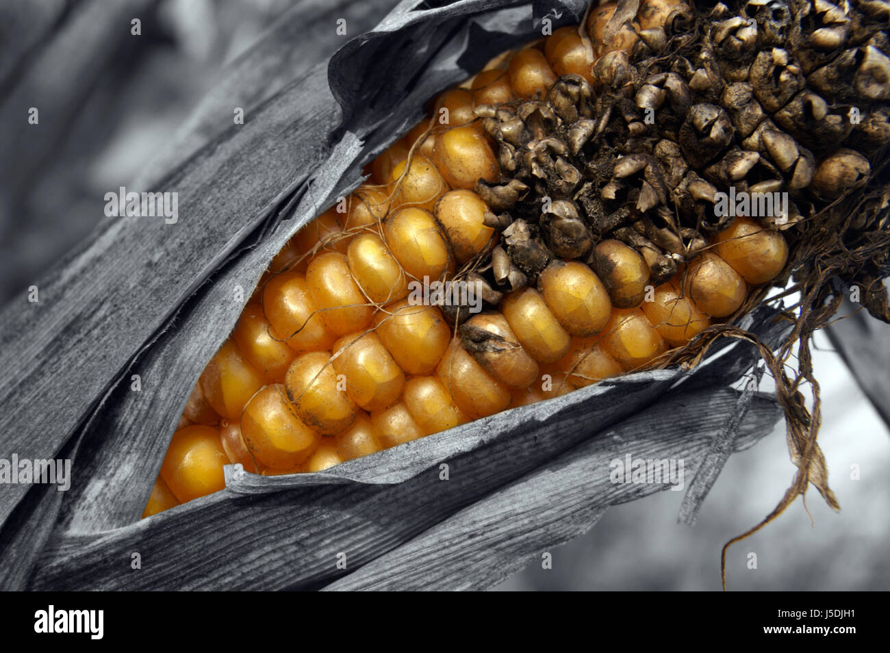 Overripe corn hi-res stock photography and images - Alamy