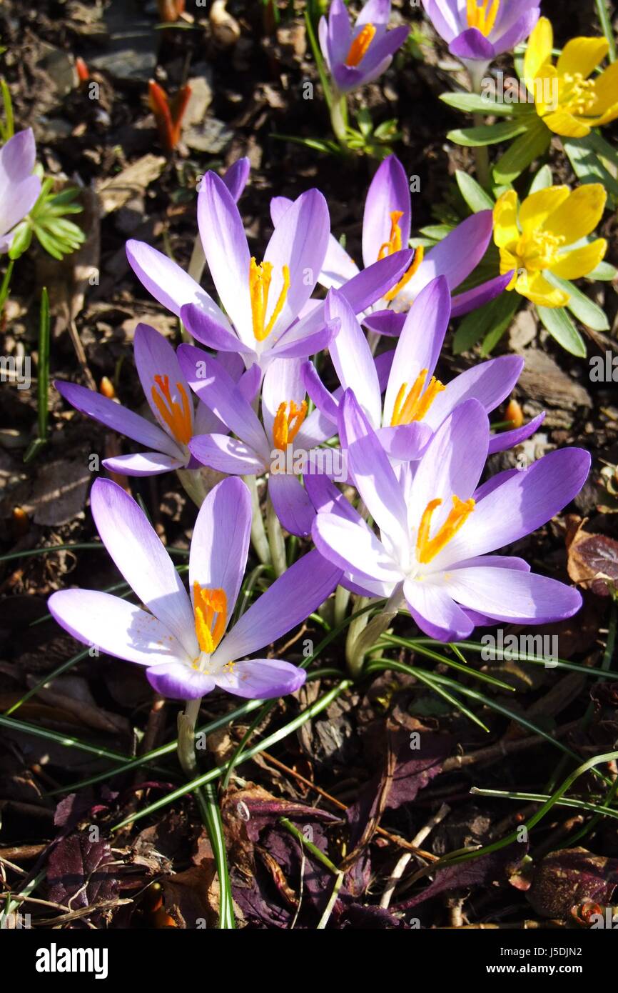 garden flower plant bloom blossom flourish flourishing wild flowers ...