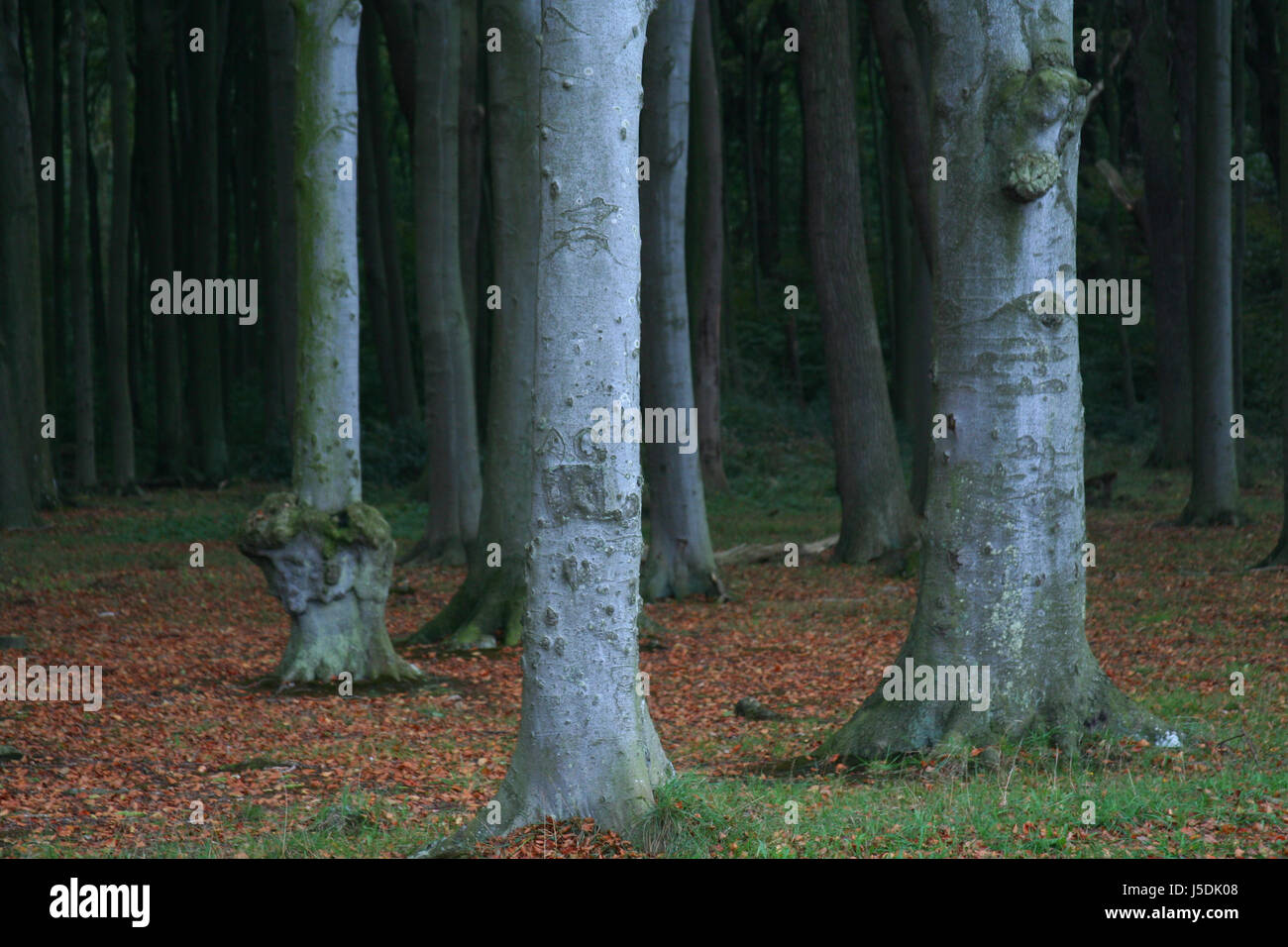 book tree trees tribes path forest fall autumn geisterwald ostseewald ...