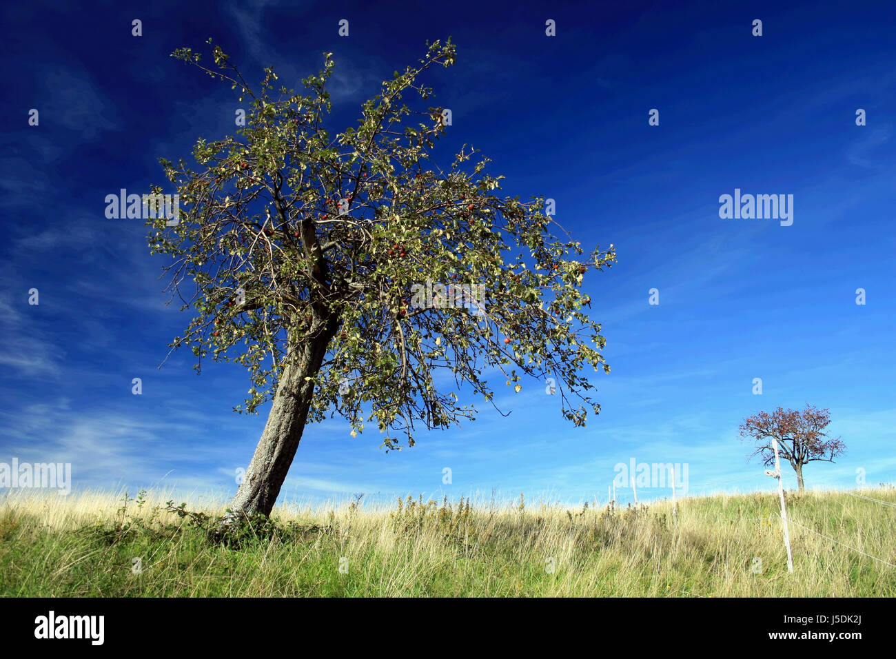 blue tree green wild apple tree fence black forest fruit-tree rank ...