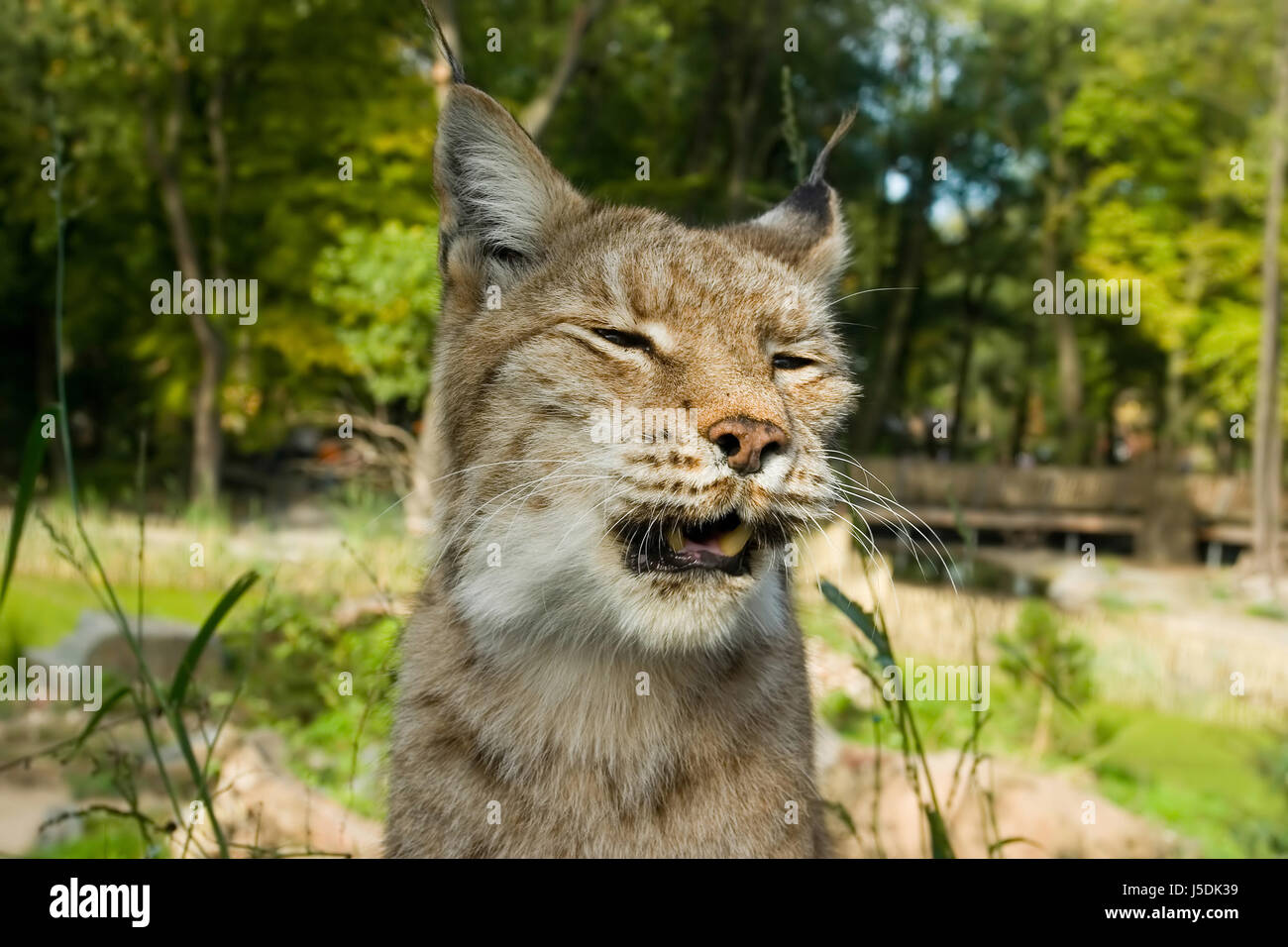 wild portrait big cat feline predator skin predator cat lynx paintbrush ...