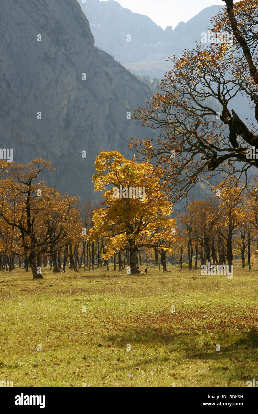 blue beautiful beauteously nice tree trees coloured colourful gorgeous ...