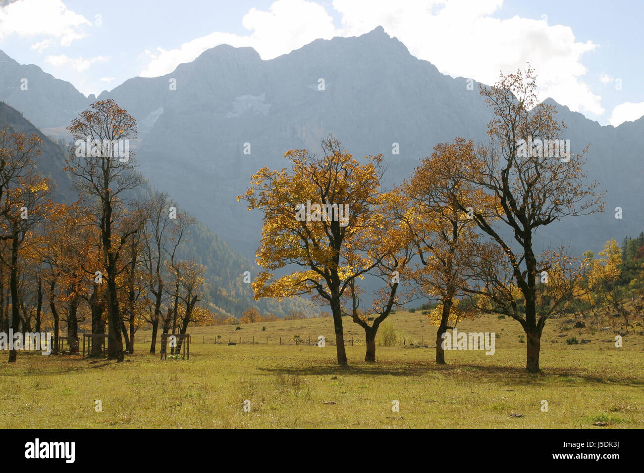 blue beautiful beauteously nice tree trees coloured colourful gorgeous ...