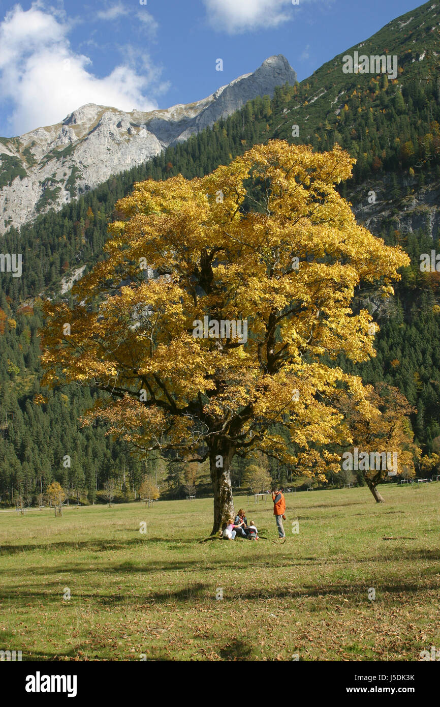 blue beautiful beauteously nice tree trees coloured colourful gorgeous ...