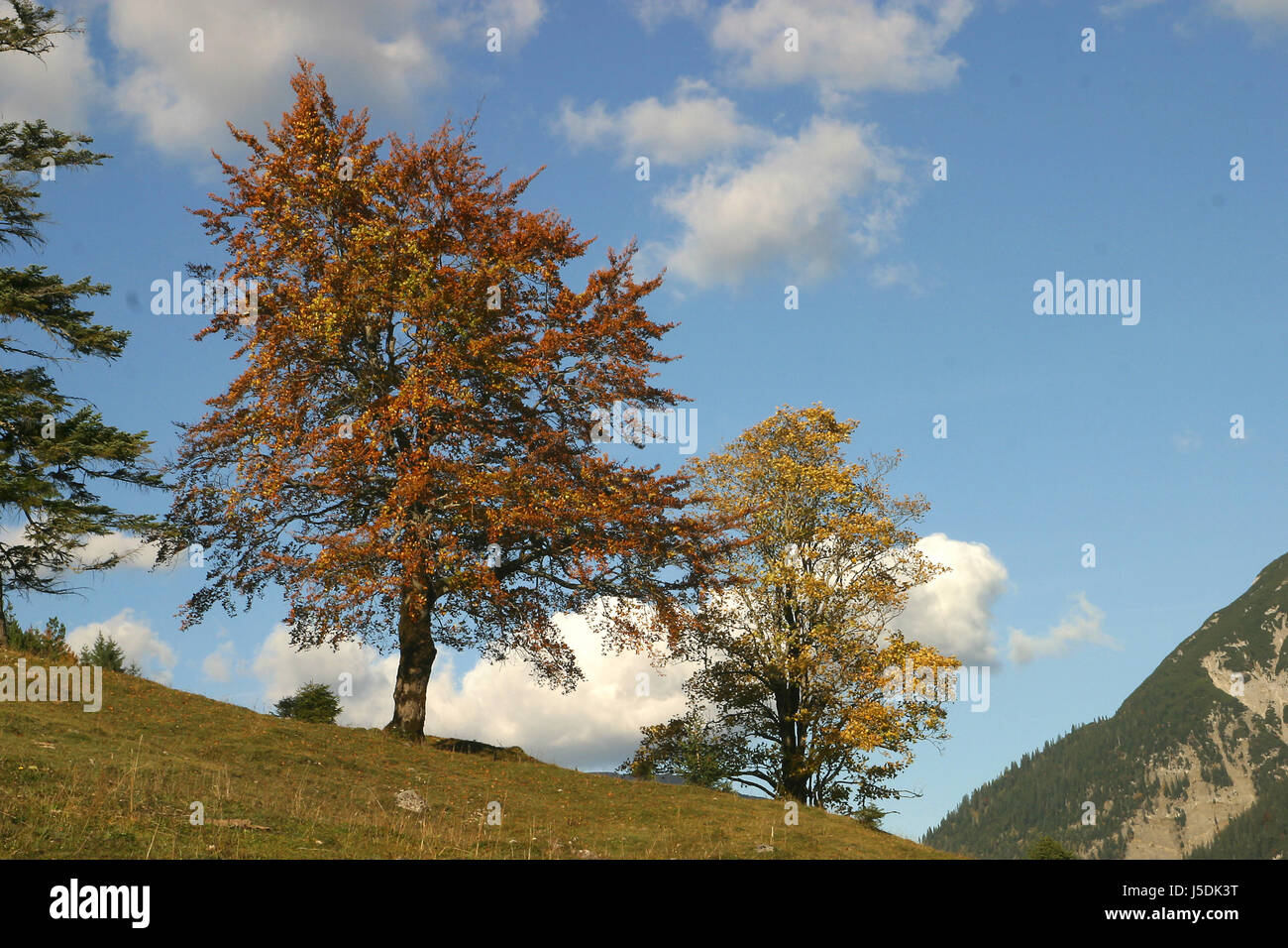 blue beautiful beauteously nice tree trees coloured colourful gorgeous ...