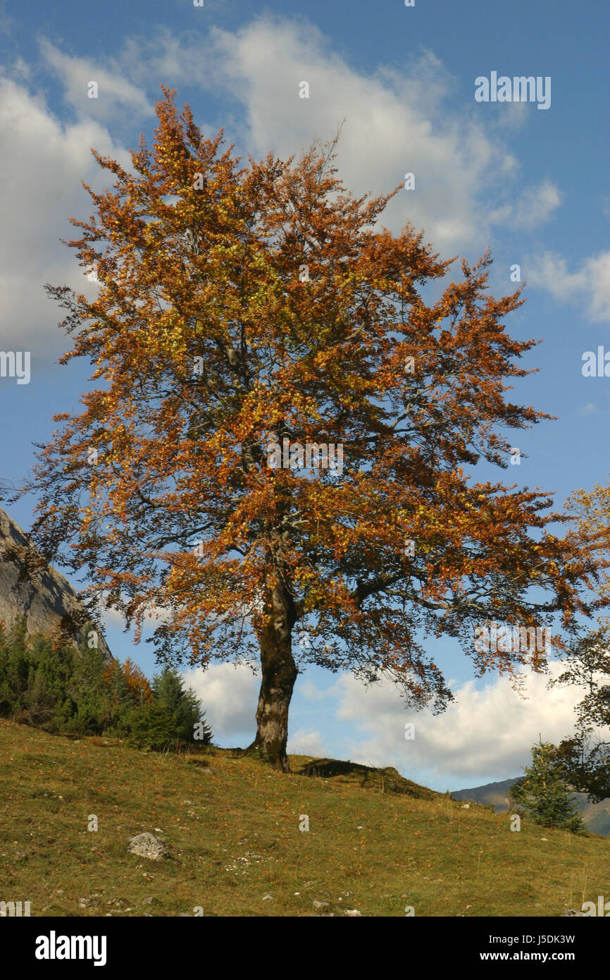 blue beautiful beauteously nice tree trees coloured colourful gorgeous ...