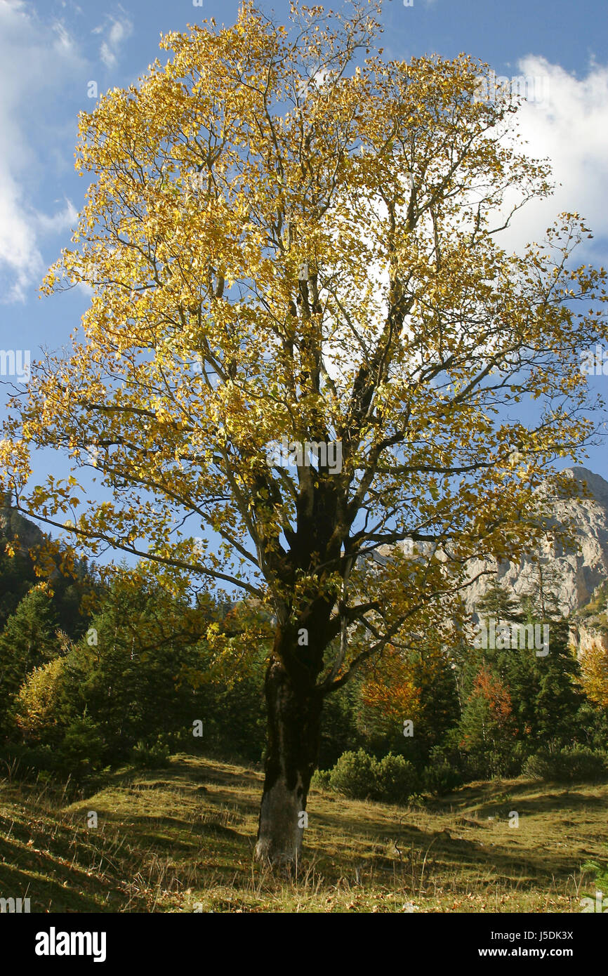 blue beautiful beauteously nice tree trees coloured colourful gorgeous ...