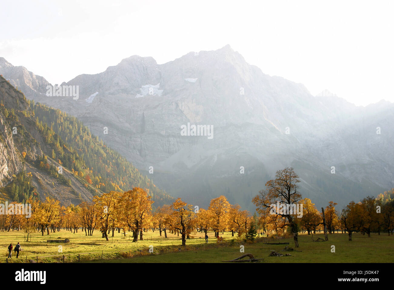 blue beautiful beauteously nice tree trees coloured colourful gorgeous ...