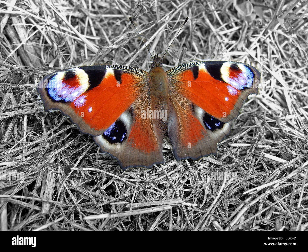 insect butterfly eye organ moth homey domestic tagpfauenauge edelfalter ...