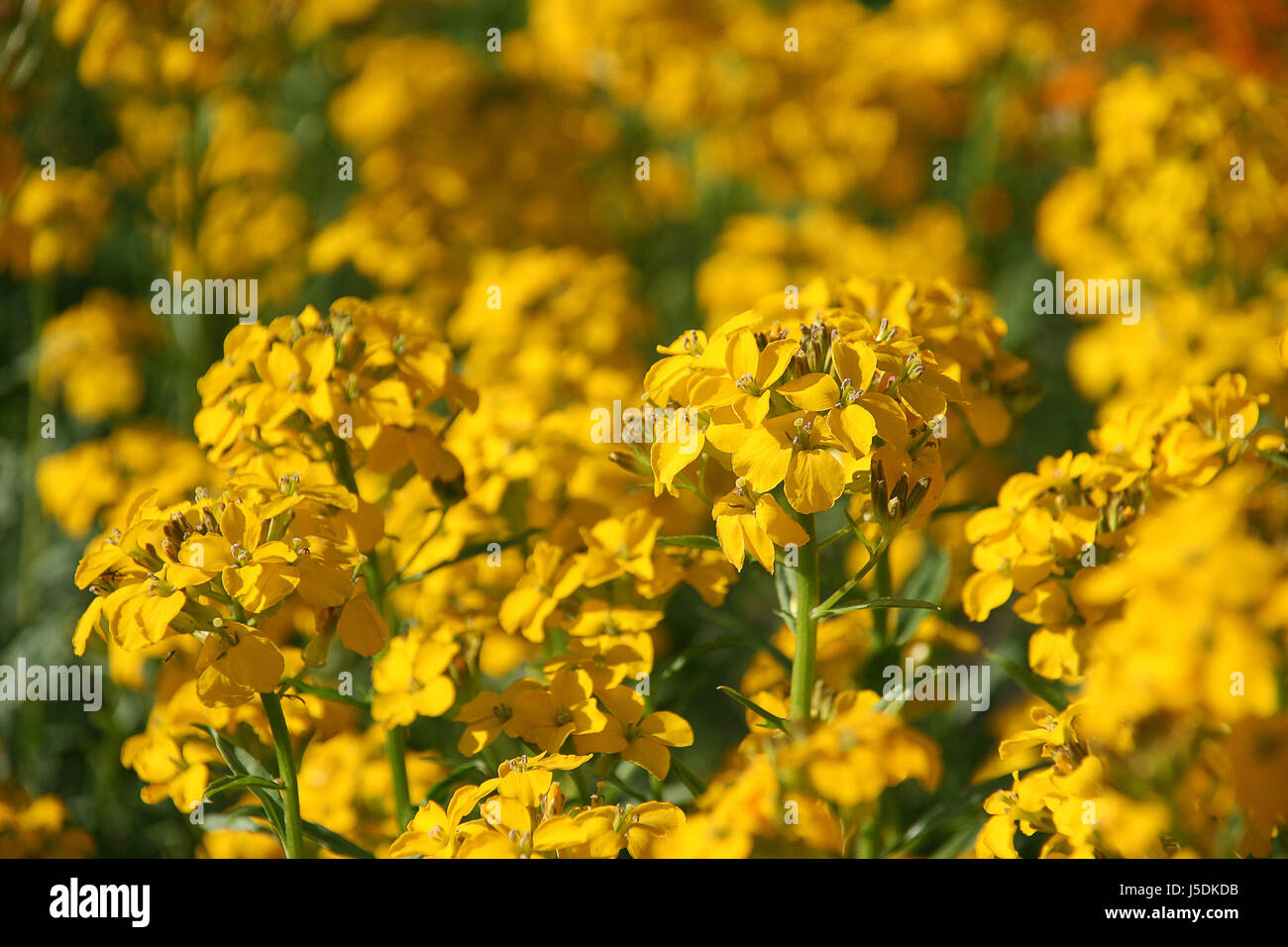 garden bloom blossom flourish flourishing blossoms gardens bleed yellow ...