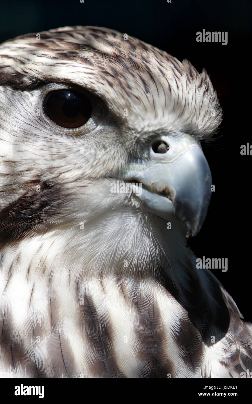flies bird animals portrait birds falcon raptor falconry tyrol nature ...