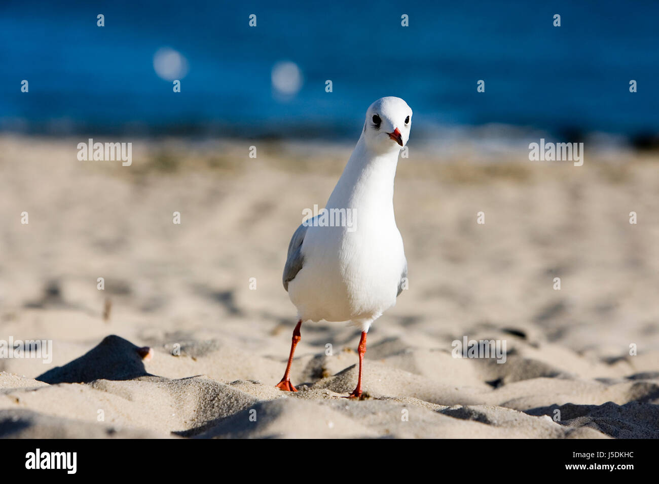 Nosy seagull hi-res stock photography and images - Alamy