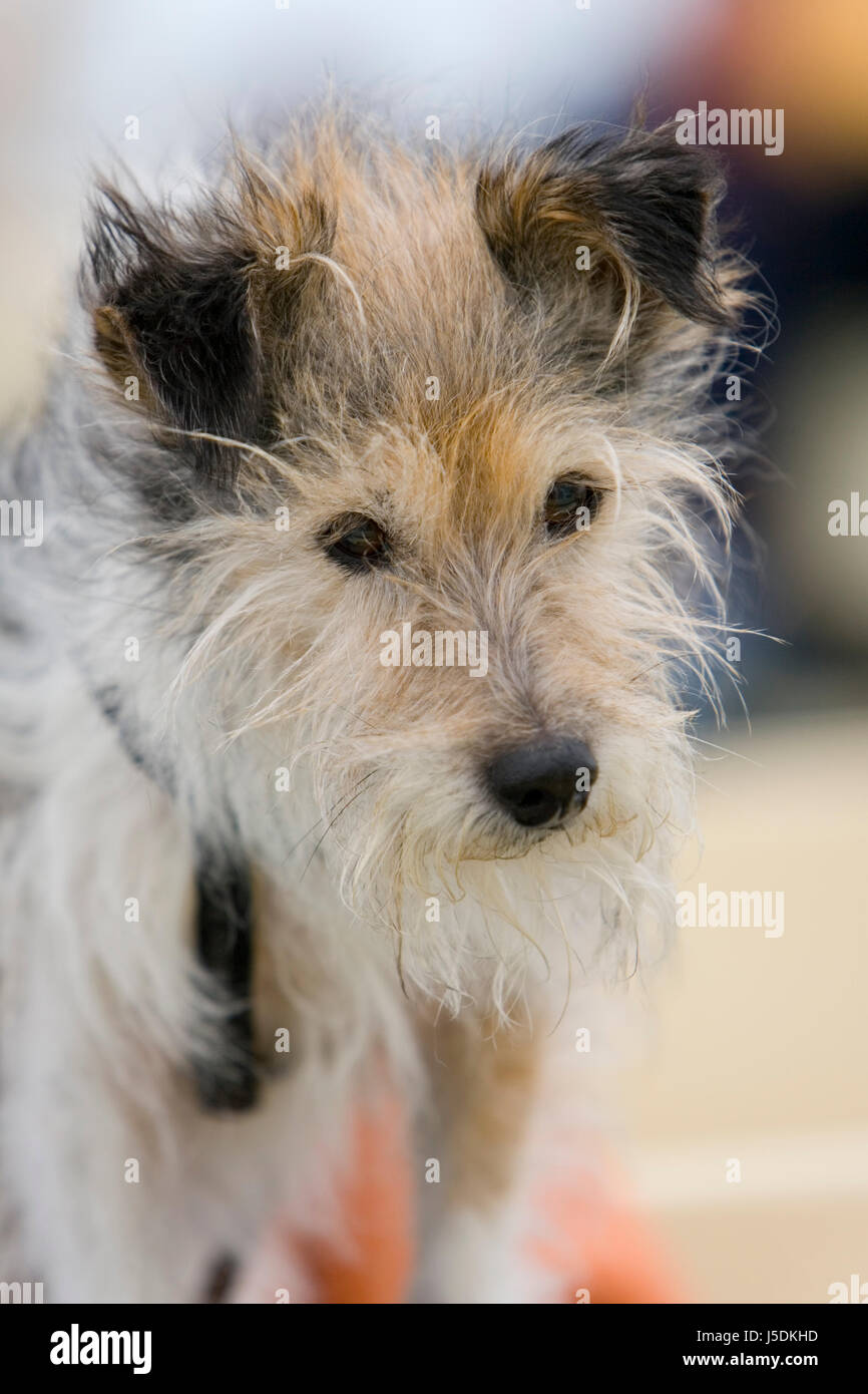 animal animals portrait black swarthy jetblack deep black blank ...