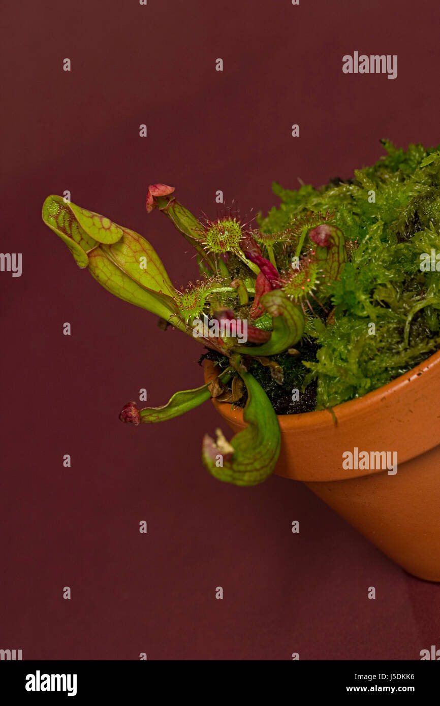 plant drop exotic fen moss hose pot native tear down tubes bog moss ...