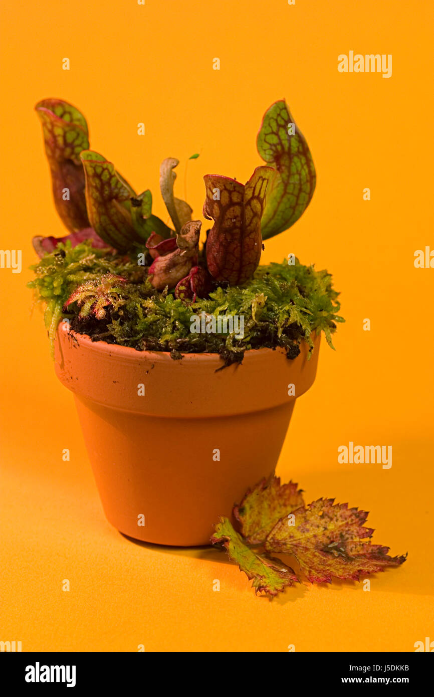 plant drop exotic fen moss hose pot native tear down tubes bog moss ...