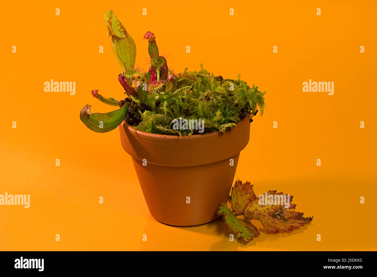 plant drop exotic fen moss hose pot native tear down tubes bog moss ...