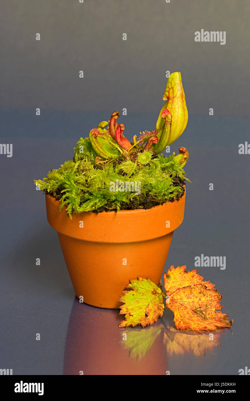 plant drop exotic fen moss hose pot native tear down tubes bog moss ...