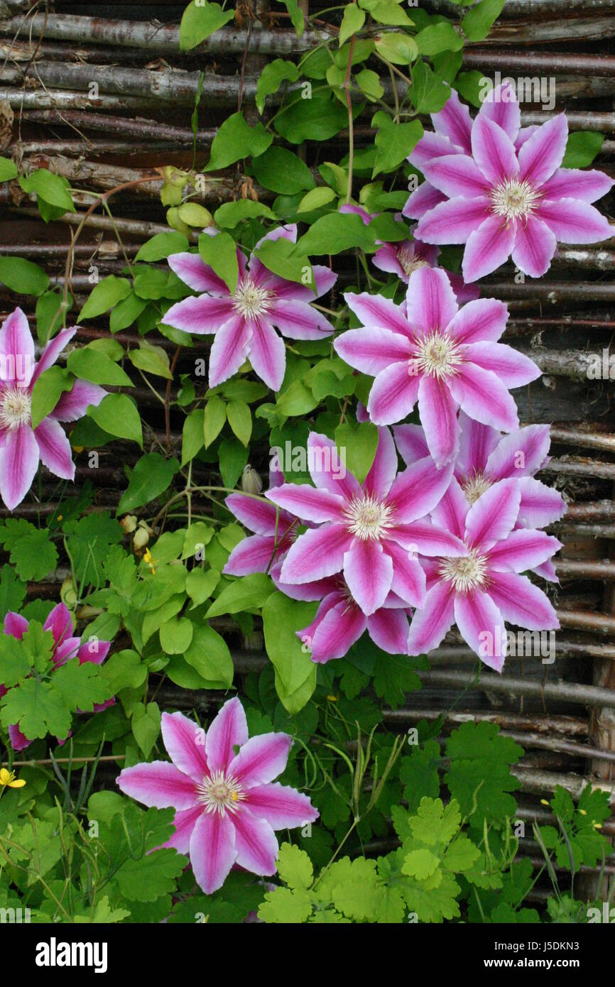 Clematis climbing plant twiners plant hi-res stock photography and ...