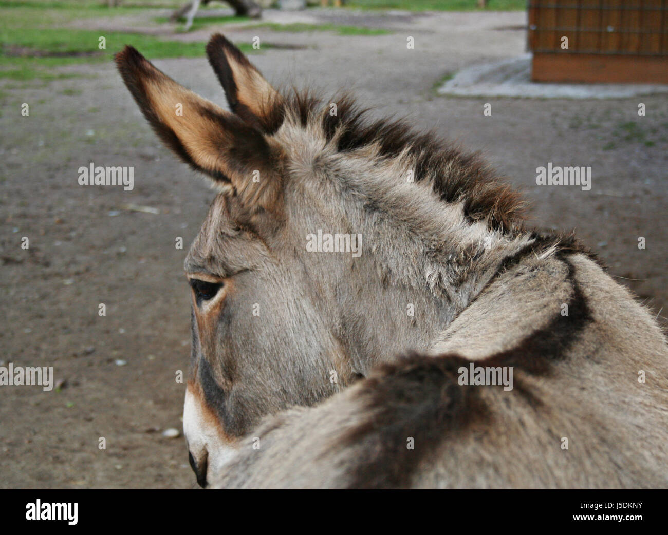Donkey skin hi-res stock photography and images - Alamy