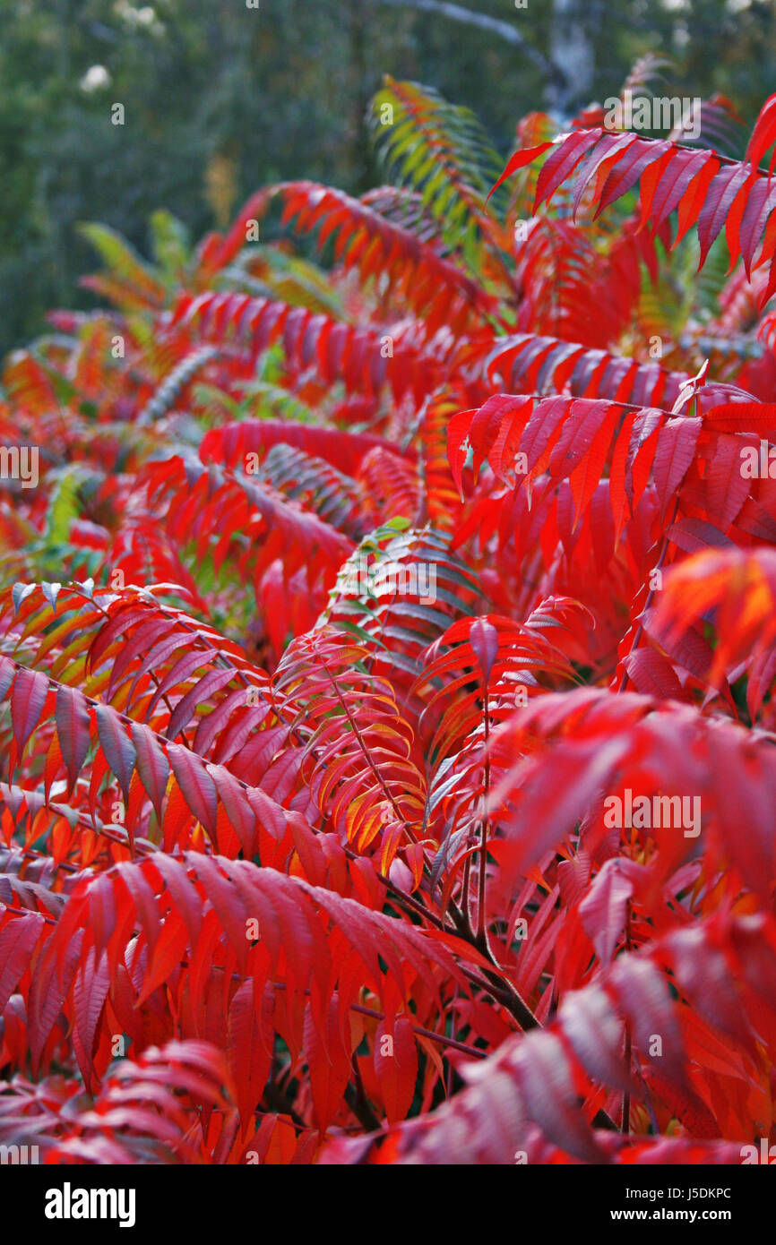 leaf bushes shrub fire conflagration as red as fire shrubs red fall ...