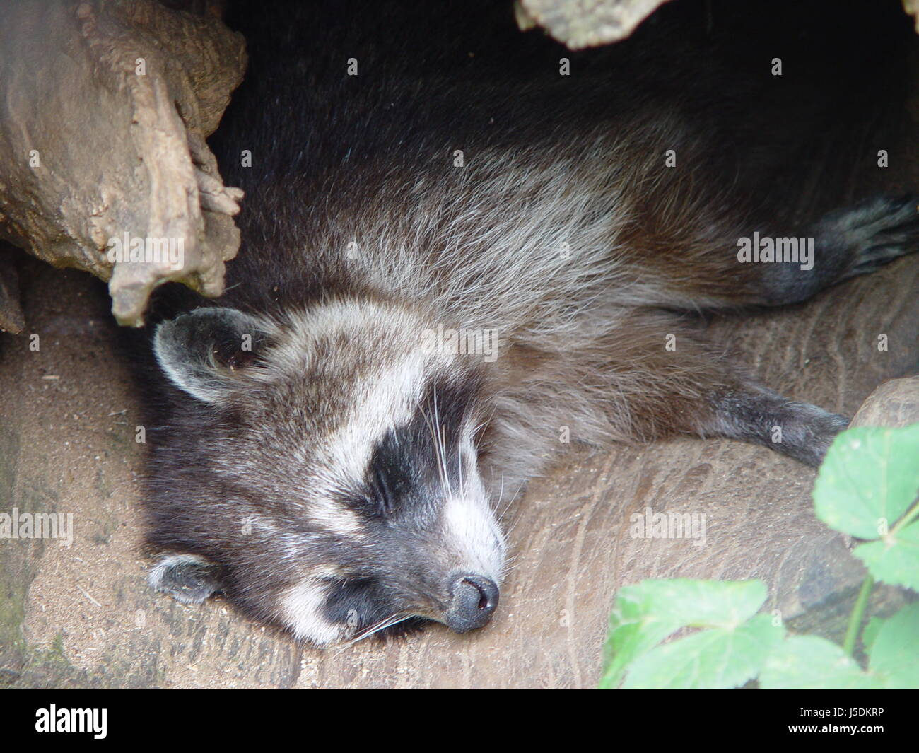 relaxation tree animal radio silence quietness silence sleep sleeping ...