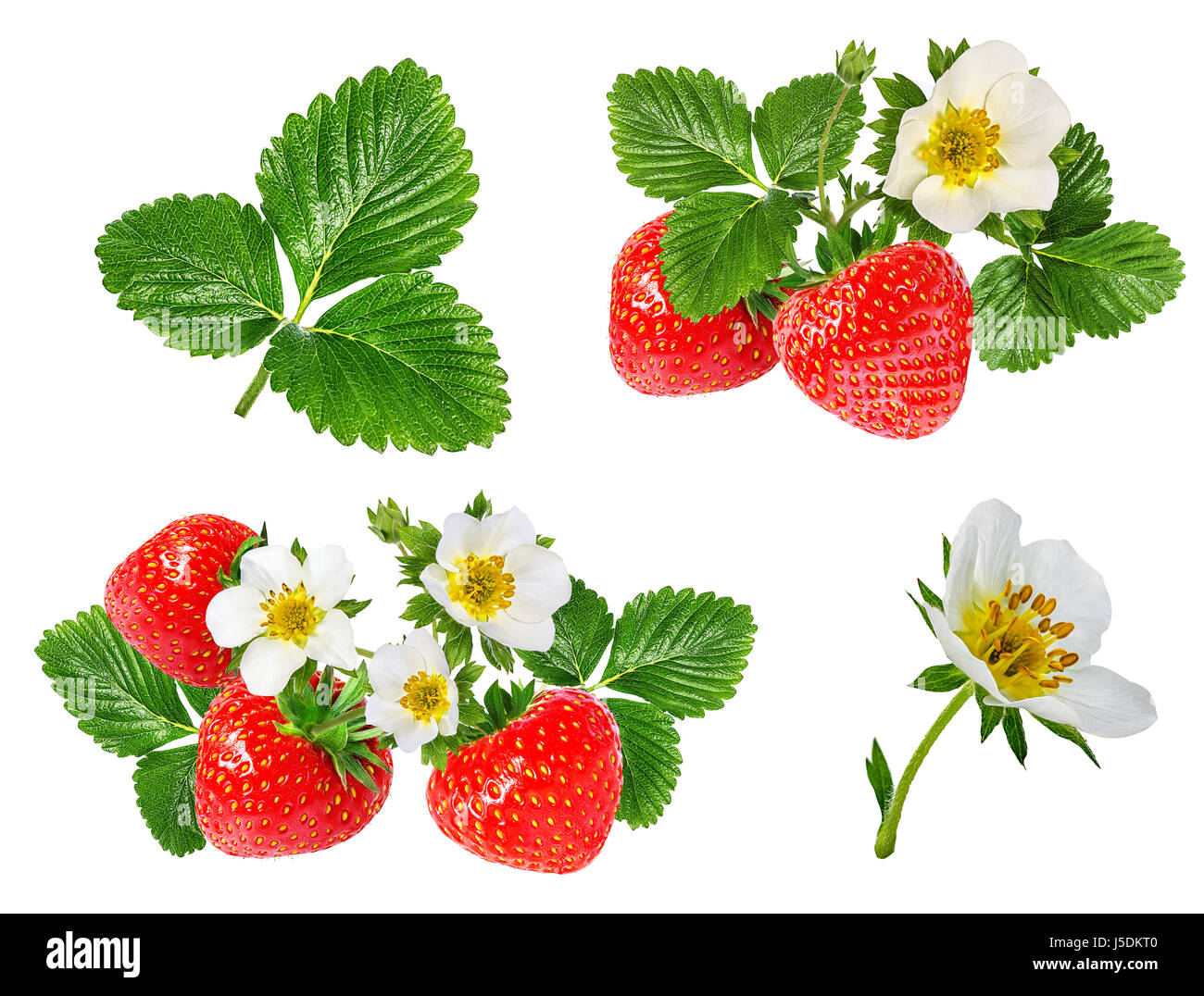 strawberry and strawberry flower isolated on white background Stock ...