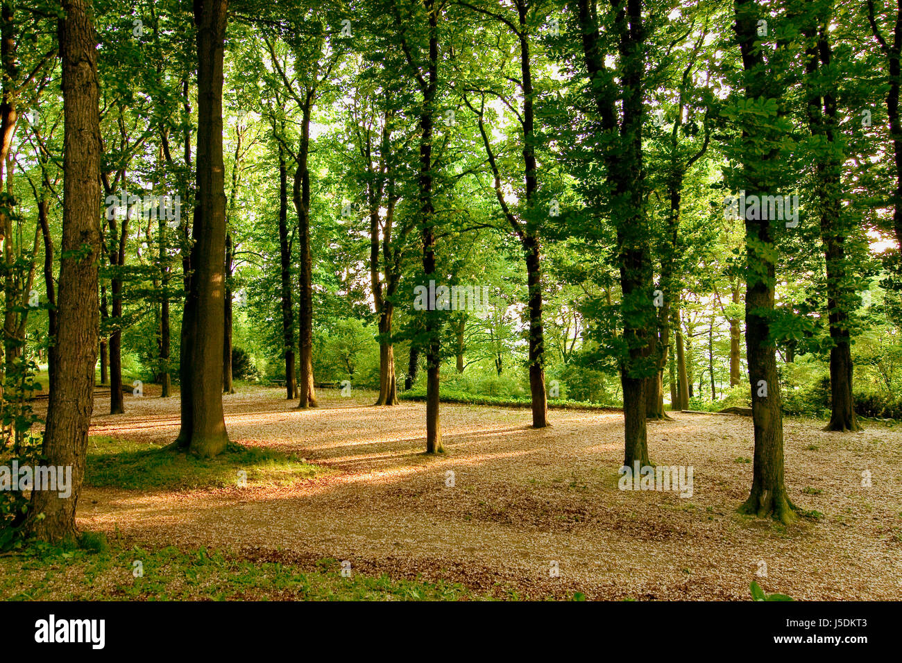 shine shines bright lucent light serene luminous tree trees leaves ...