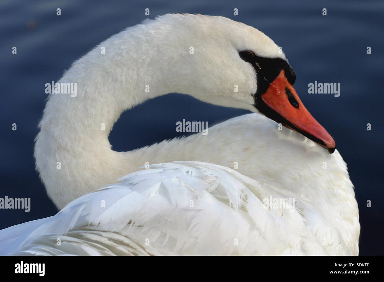 emotions bird animals swan birds blank european caucasian feathering ...