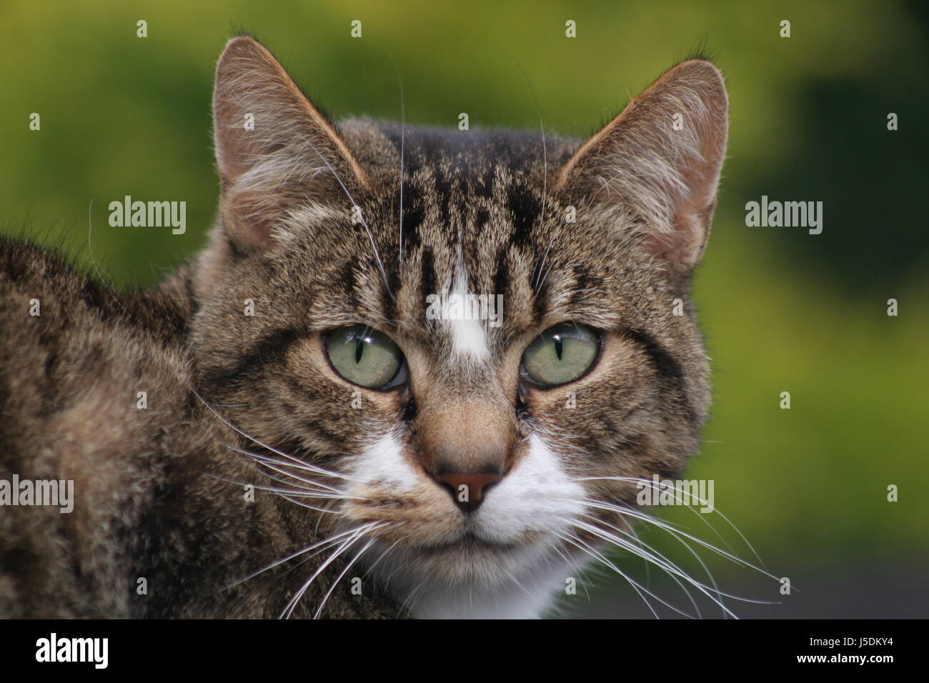 animal pet wild portrait cats ears look glancing see view looking ...