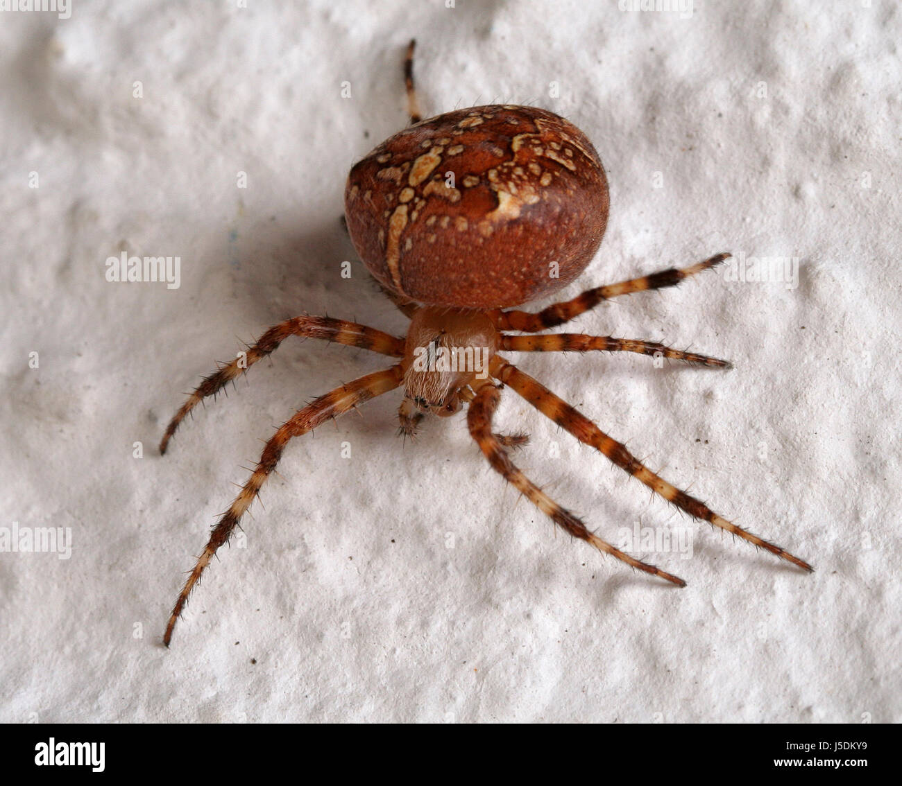 legs eye organ spider net spin catch nature cobweb spiders web ...