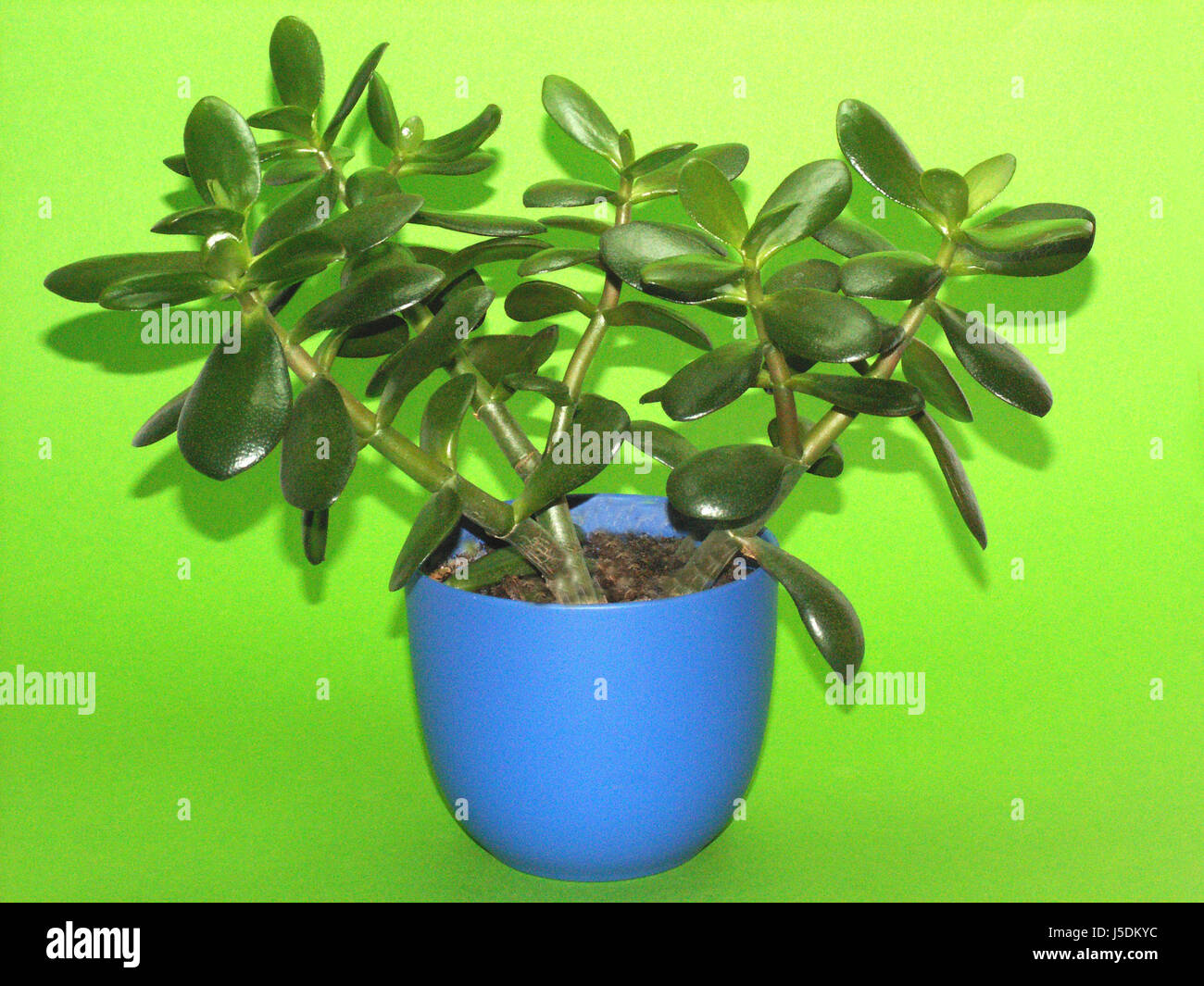 Pfennigbaum hi-res stock photography and images - Alamy