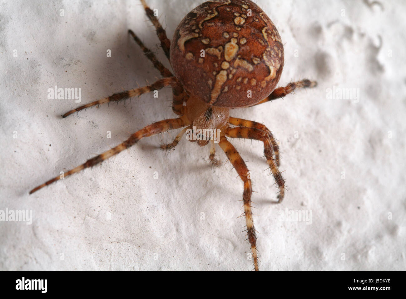 legs eye organ spider net spin catch nature cobweb spiders web ...