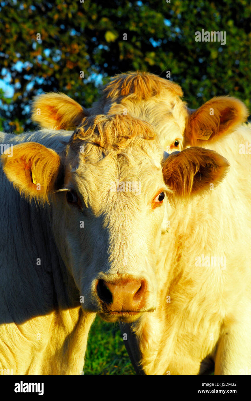 skin twin cow bovine graze double shine shines bright lucent light ...