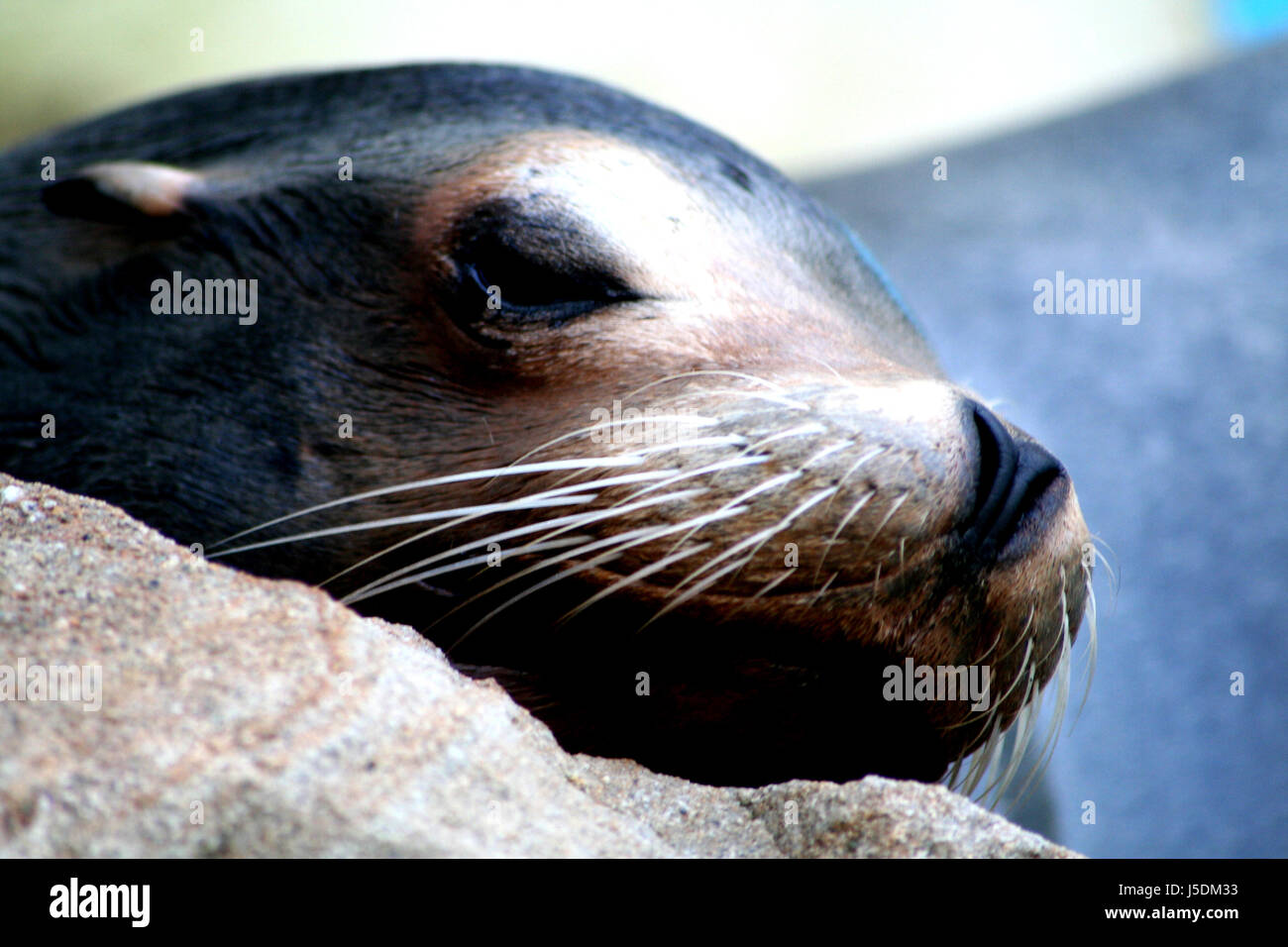 mammal,salt water,water,seal,pisces,sea lion,sea,ocean,caged ...