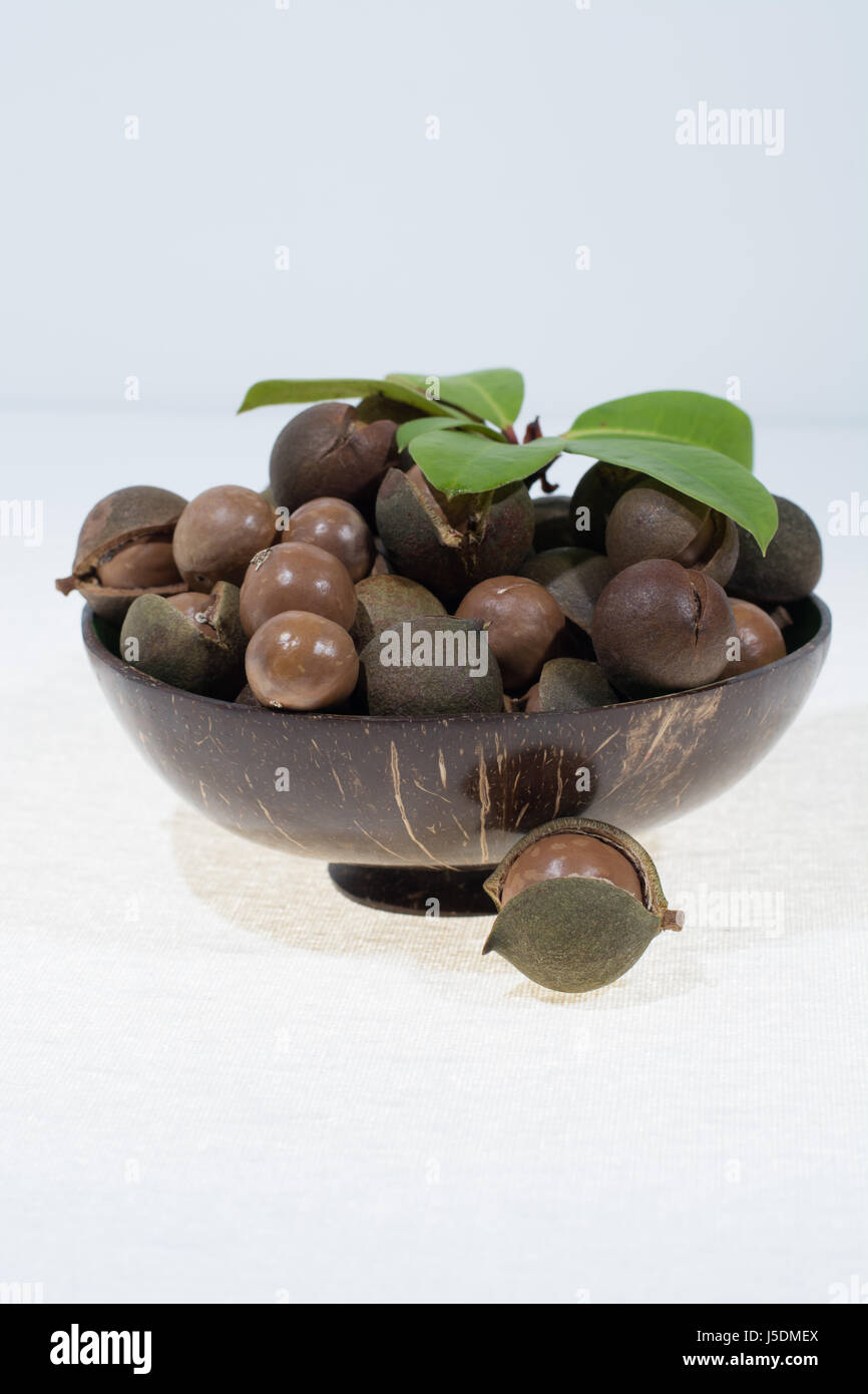 Macadamia nuts in shell, new harvest close up on white background Stock ...
