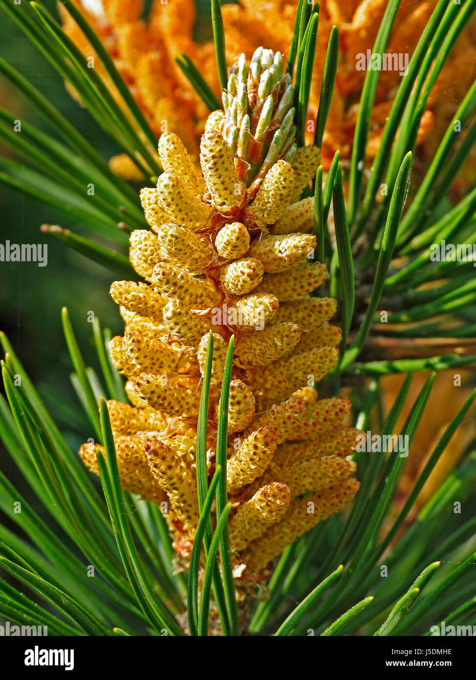 detail tree trees pine flower flowers plant conifer needles ornamental ...