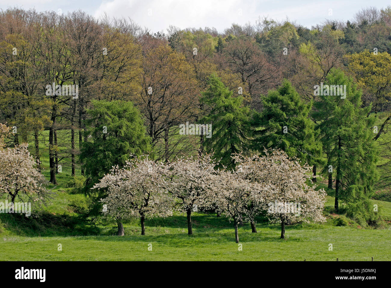 tree trees spring bouncing bounces hop skipping frisks jumping jump ...