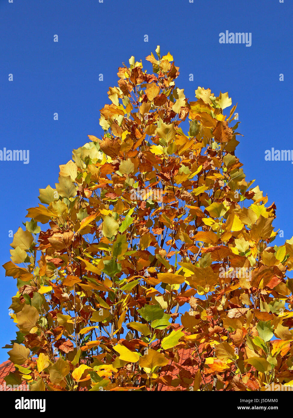 shine shines bright lucent light serene luminous tree trees deciduous ...