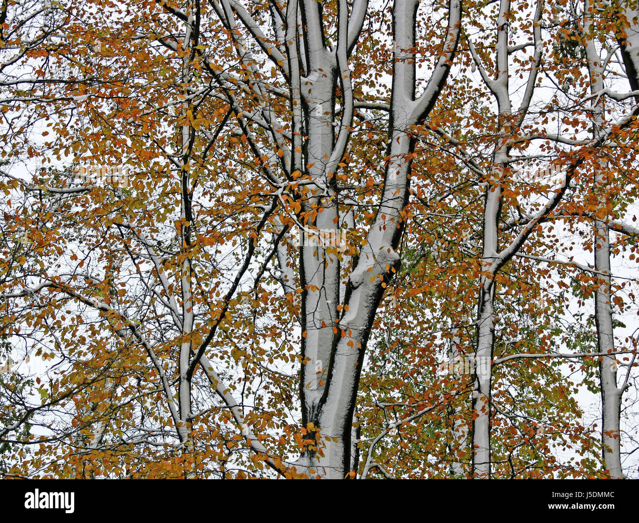 tree trees winter deciduous trees deciduous forest snow fall autumn der ...