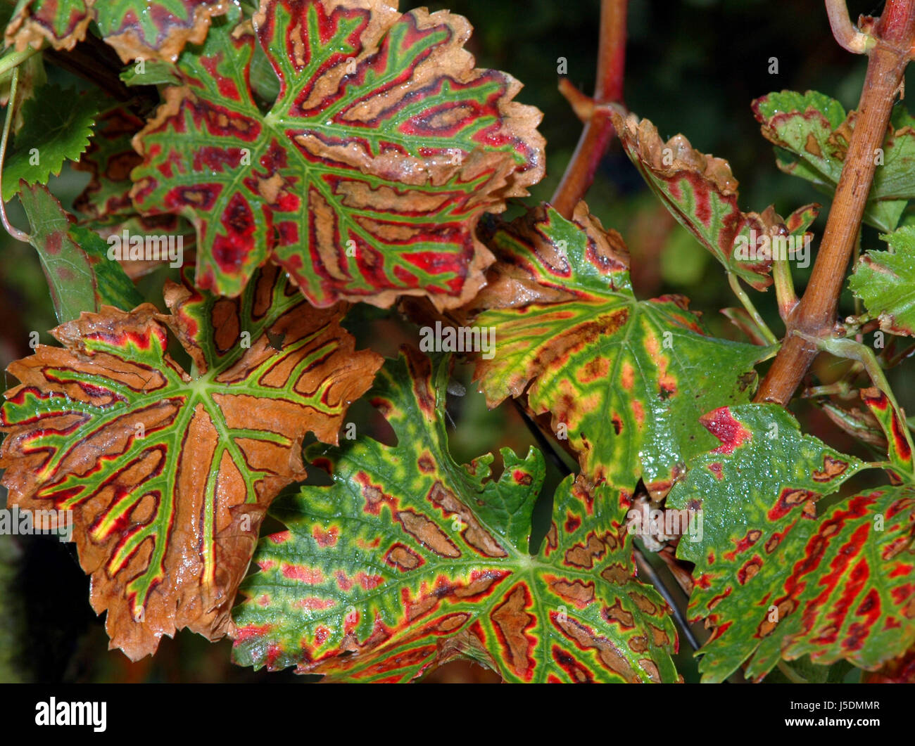 leaf detail plant leaves coloured colourful gorgeous multifarious ...