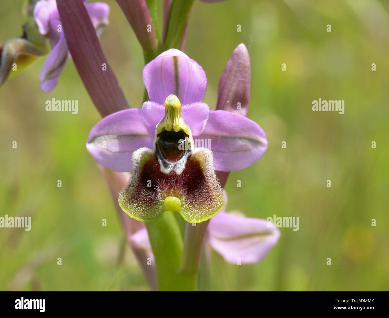 sardinia flower orchid plant italy yellow ophrys tenthredinifera wespen ...