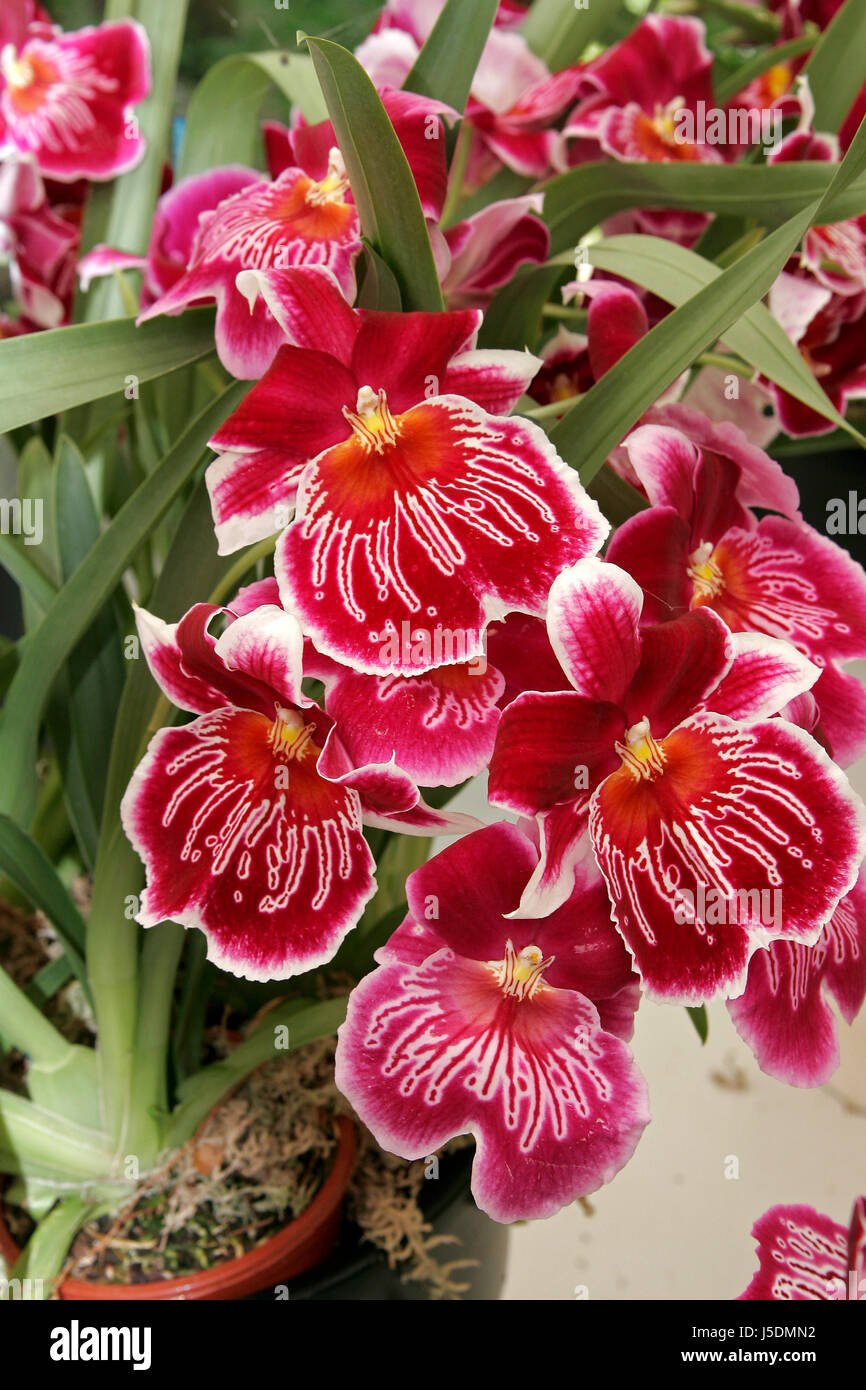 garden ornamental plants rot flower orchid plant red miltonia-hybride ...