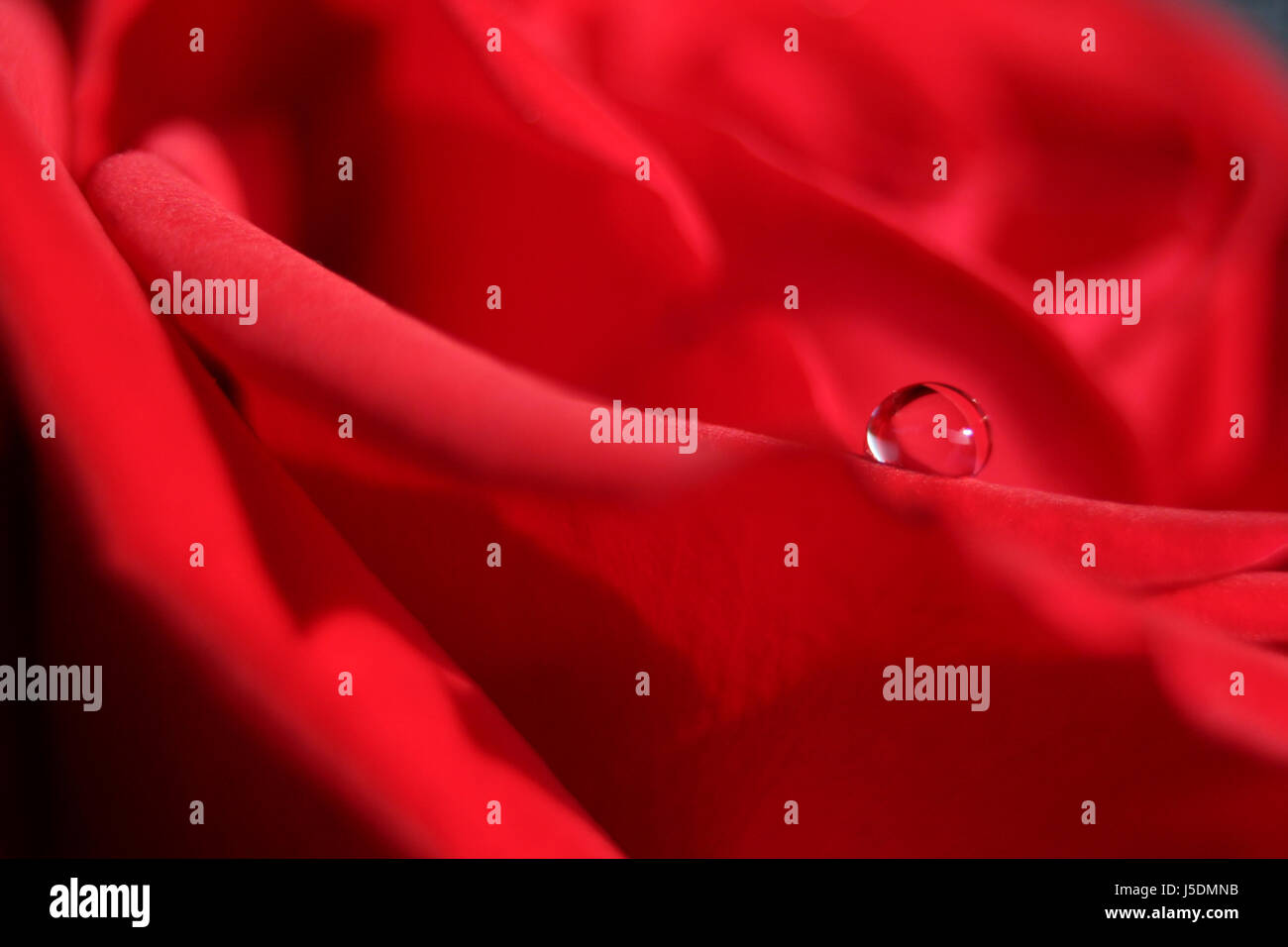 flower rose plant perfumes red flavour drop drip drops seeping sopping ...