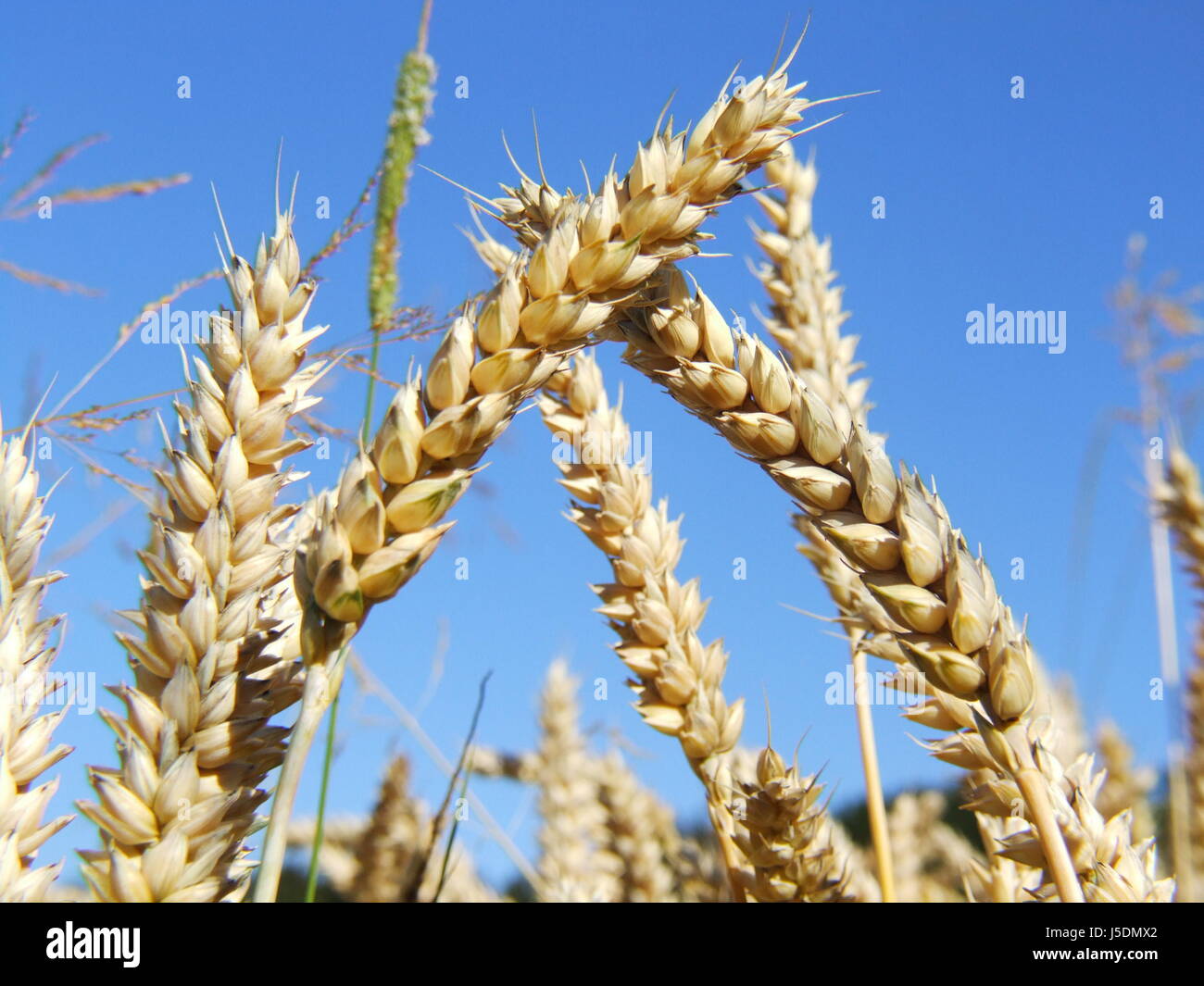 ears of wheat Stock Photo - Alamy