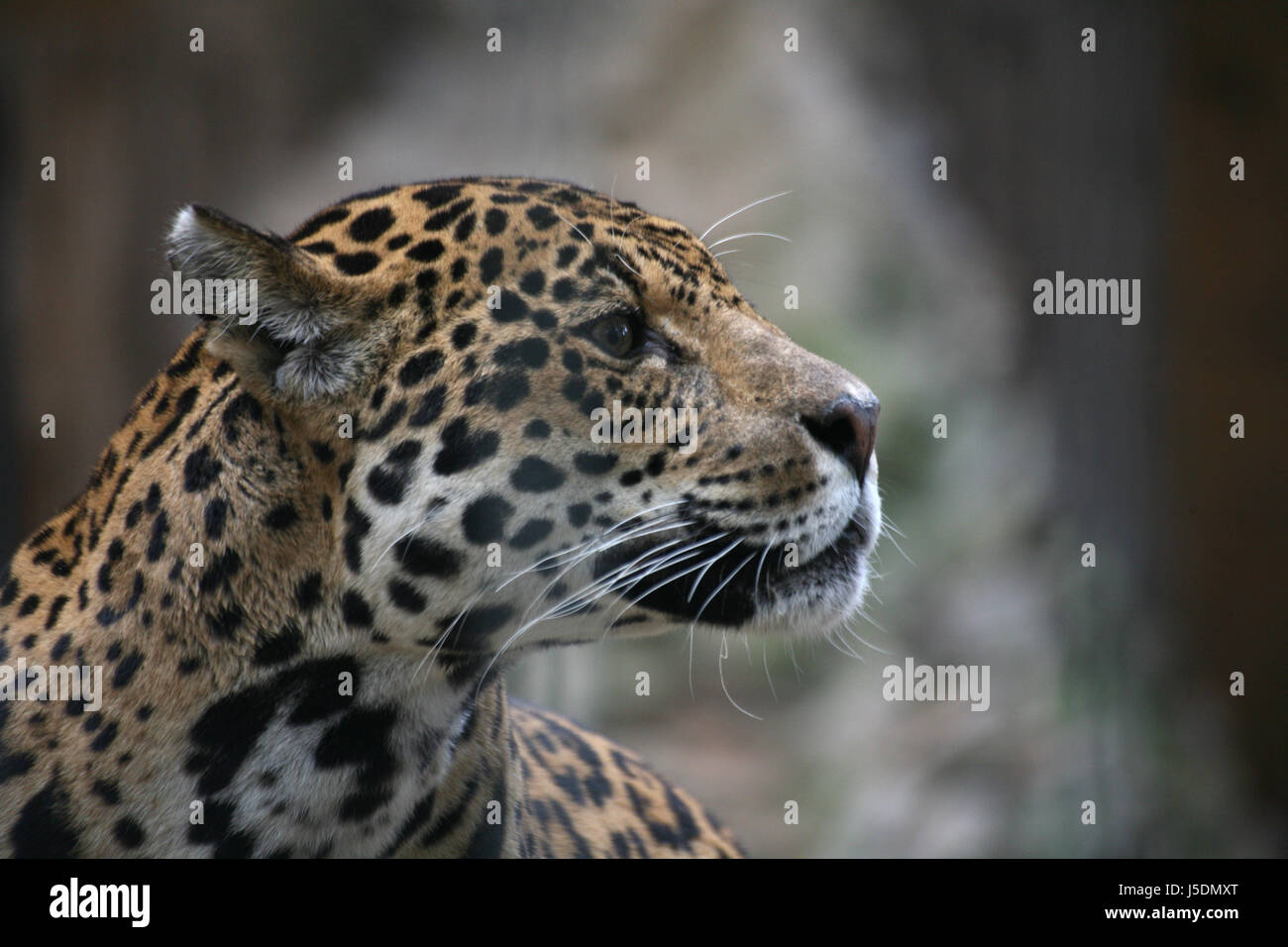 animal fauna big cat feline predator predator tired fence spotted ...