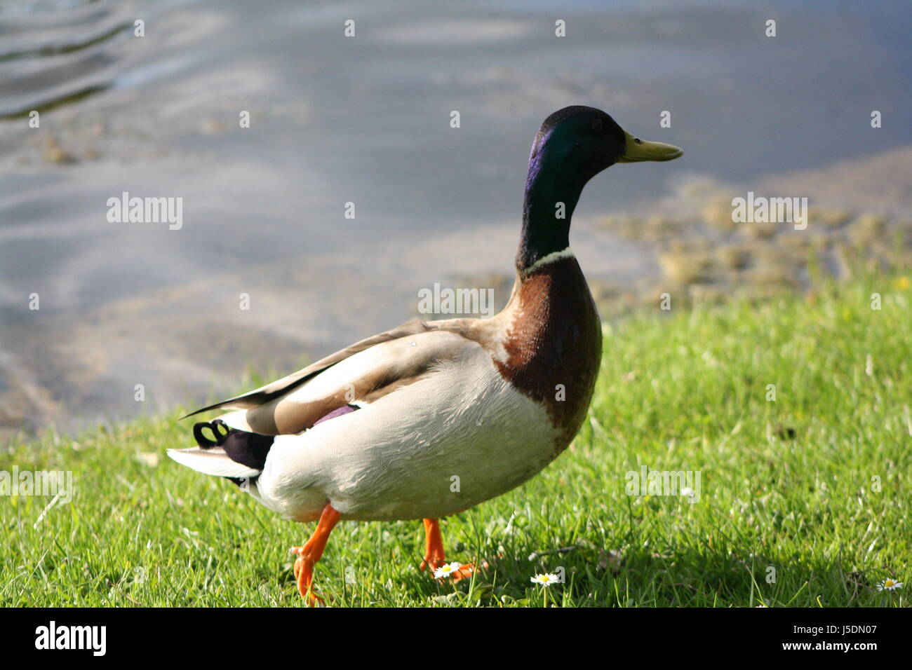 Long neck duck hi-res stock photography and images - Alamy