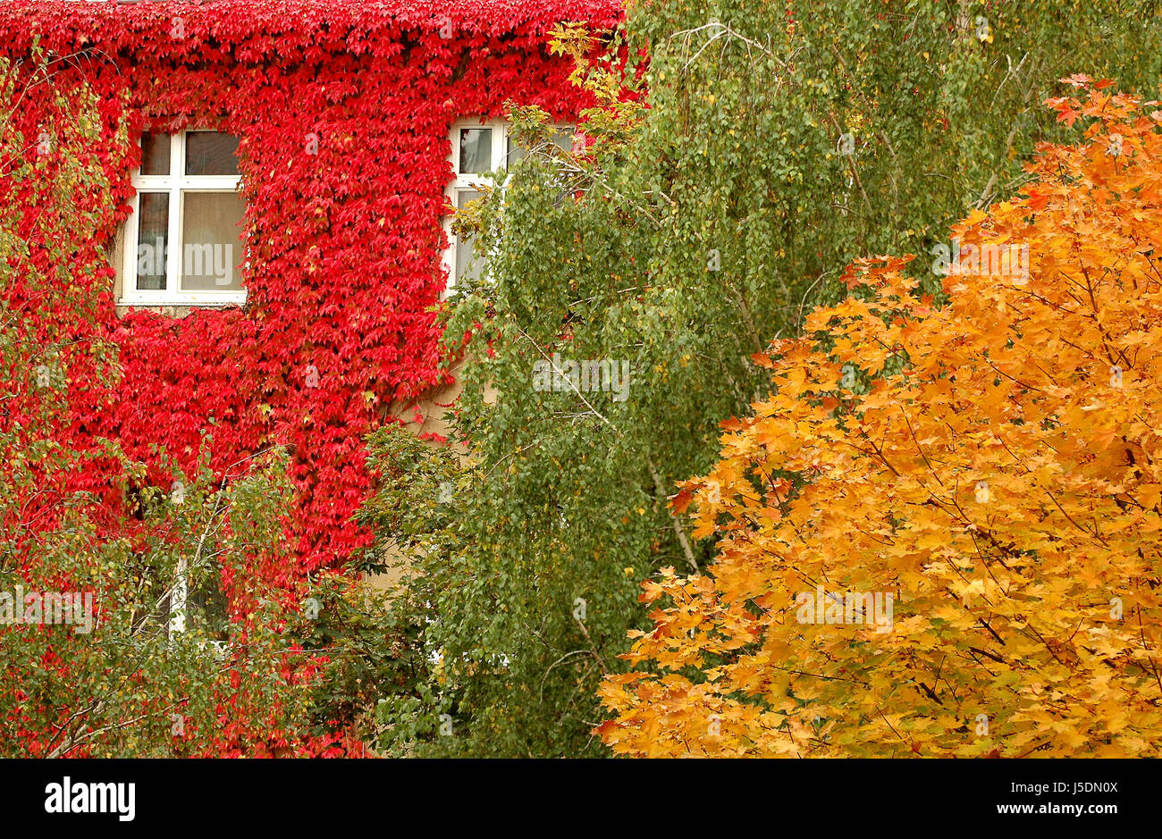 house building green leaves coalesce facade autumn foliage accreted red ...